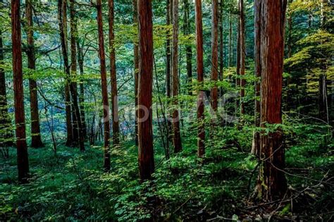 鬱蒼とした神秘的な森 スギ林 No 25849177｜写真素材なら「写真ac」無料（フリー）ダウンロードok