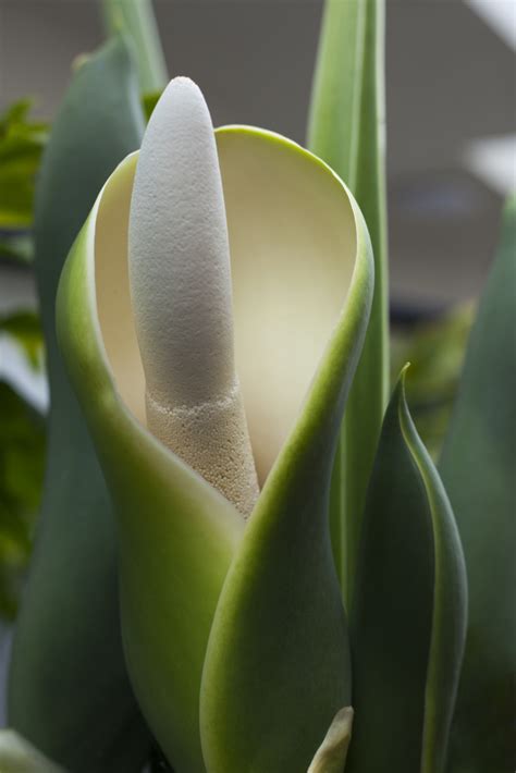 World Naked Gardening Day 14 Plants To Avoid In The Nude Metro News