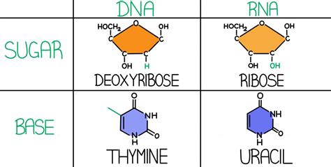 Rna Monomer Structure At Isabel Newell Blog