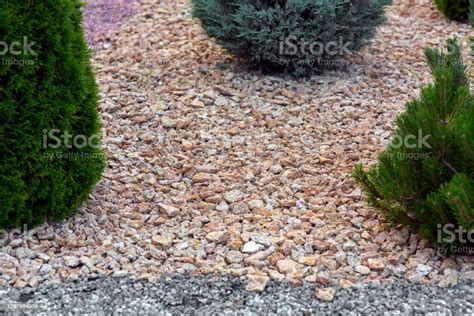봄 공원 클로즈업 세부 사항에 성장 사이프러스 덤불정원의 노란색과 회색 돌 뿌리 덮개 방식으로 조경 디자인 아무도 배경 주제에 대한 스톡 사진 및 기타 이미지 Istock