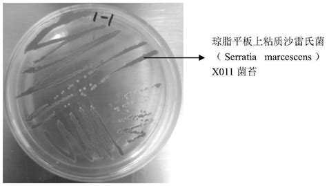 一种溴氰菊酯降解菌及其应用的制作方法
