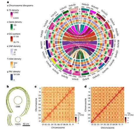 Nature Genetics豇豆驯化与改良的基因组选择特征研究 百迈客生物