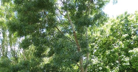 Tree Following With Lucy July