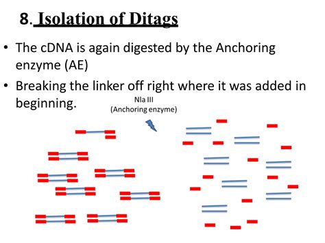 Functional Genomics Ppt