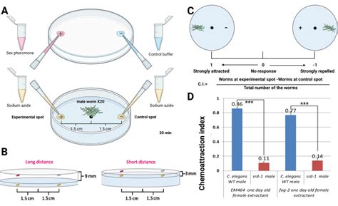 Volatile Sex Pheromone Extraction And Chemoattraction Assay In Caenorhabditis Elegans