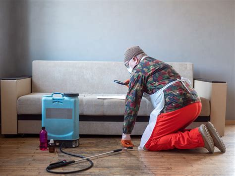 How To Get Rid Of Bed Bugs In The Couch