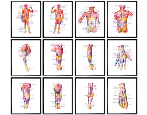 12 Massage Clinic Decor Muscular System Anatomy Poster Muscle Diagram