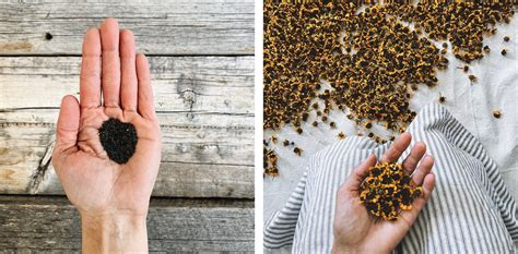 Natural Dye Cultivation Series Dyer S Coreopsis Farm Folk