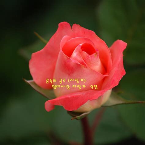 아기의 감성발달과 숙면을 위한 자장가 꿈속의 공주 Single》 엄마사랑 자장가的专辑 Apple Music