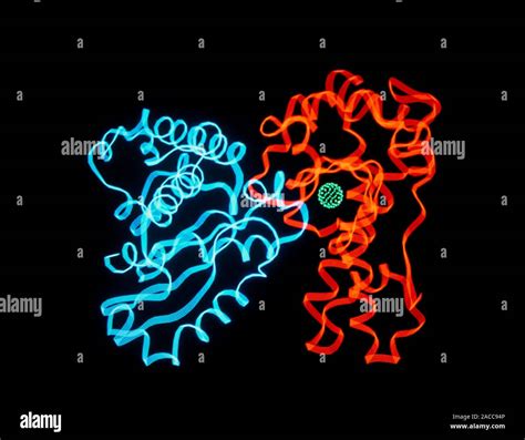 Computer Graphics Representation Of Manganese Superoxide Dismutase An Enzyme Involved In