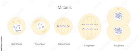 The Process Or Stages Of Cell Division Mitosis Interphase Prophase