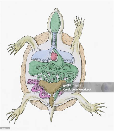 Turtle Internal Anatomy