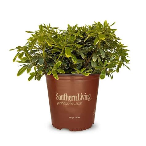 Reviews For Southern Living 2 Gal Mojo Pittosporum Shrub Japanese