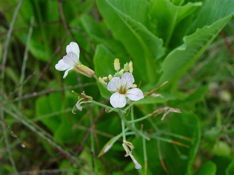 Raphanus Sativus Cultivated Radish Go Botany