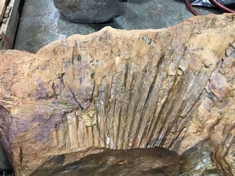 Rare Palm Tree Fossil Alpine Boulder Company