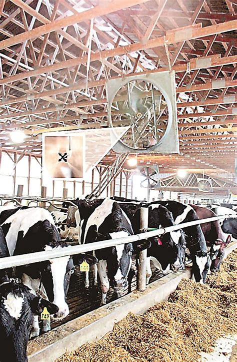 Оптималната циркулация на въздуха в обора спасява животните Български Фермер