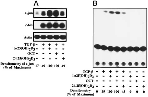 Effect Of 1 25 Oh 2 D 3 Analogs On Tgf 1 Induced Cjun Gene Expression