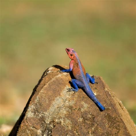 Red Headed Rock Agama Or Common Agama Agama Agama Premium Photo