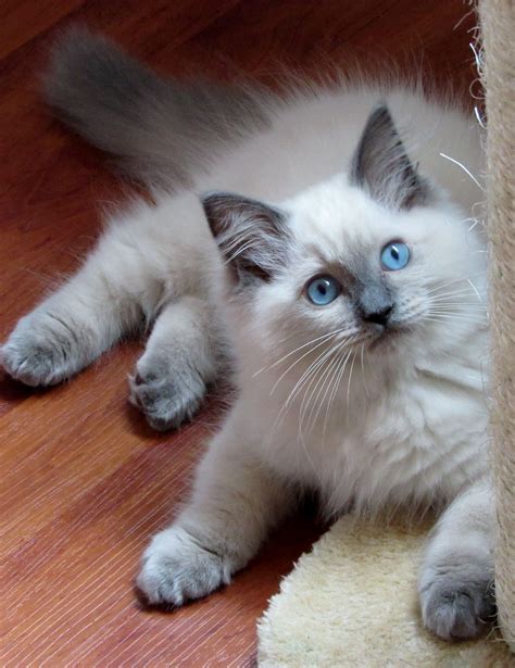 36 Best Photos Lynx Ragdoll Cat Price Blue Lynx Mitted Ragdoll Cat Trigg Lynx Mitted