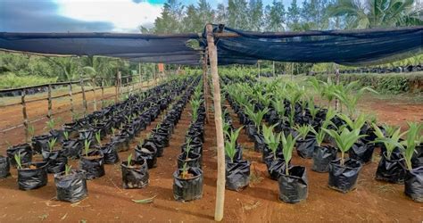 Dost Pcaarrd Uplb Pca Continue Studies On Csi And Coconut Hybridization