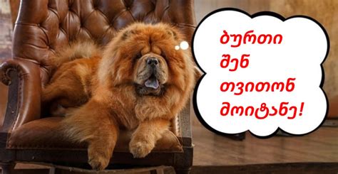 რომელი ჯიშის ძაღლების გაწვრთნაა რთული რჩევები ვივიენისგან