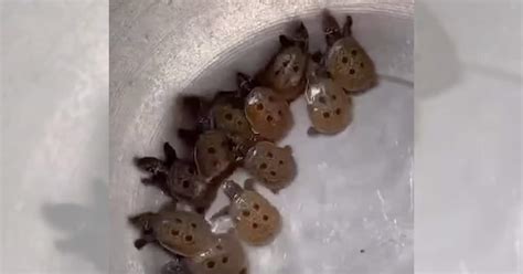 Birth Of 15 Burmese Peacock Softshell Turtles Is Caught On Video