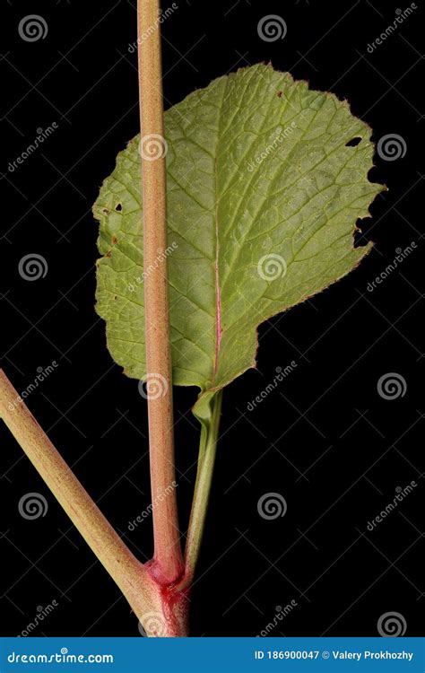 Garden Radish Raphanus Raphanistrum Subsp Sativus Leaf Closeup Stock