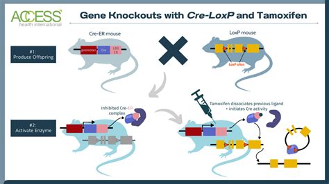 How Regulatory T Cells Can Reduce Solid Tumors In Mice Access