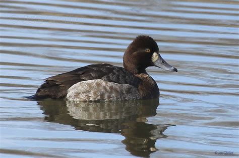 Lesser Scaup Female Jen Gfeller Nature Photography