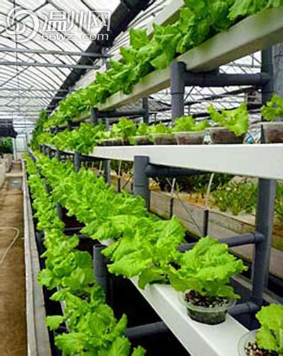 永嘉研制出蔬菜无土栽培技 从此在家种菜不用土 新闻中心 新浪网