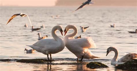 Animal Mating Rituals Animalbehaviorcorner