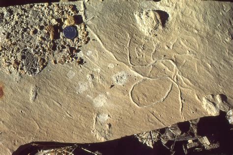 trace fossil burrows