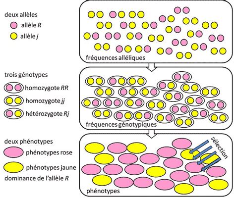 Genetic Polymorphism And Variation Encyclopedia Of The Environment