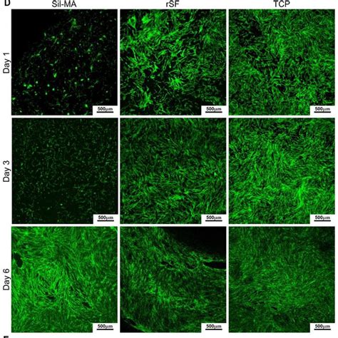 A Graph Of Ldh Assay B Graph Of Alamar Blue Assay C Graph Of