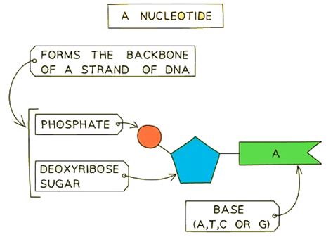 Dna Structure Biology For Gcse Igcse Year 11 Pdf Download
