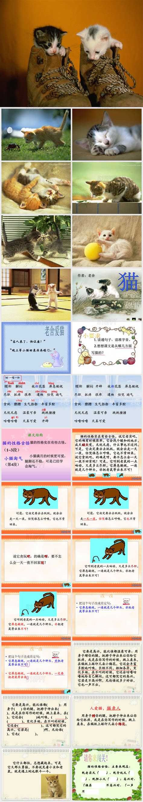 猫老舍 公开课课件 515PPT