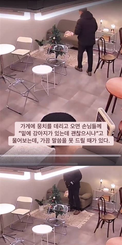 카페의 강아지가 인형 같으면 일어나는 일 In 2024 Best Views