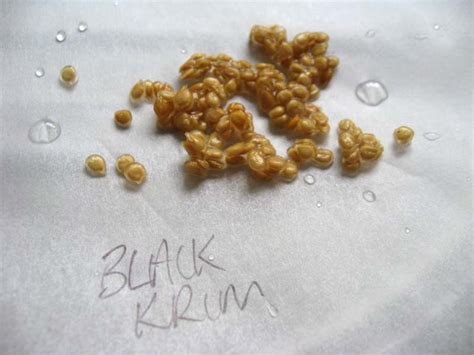 Big Babe Tomato Seed Saving Tutorial