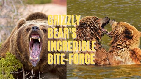 The Incredible Bite Force Of Grizzly Bears How They Can Crush A Bowling Ball Youtube
