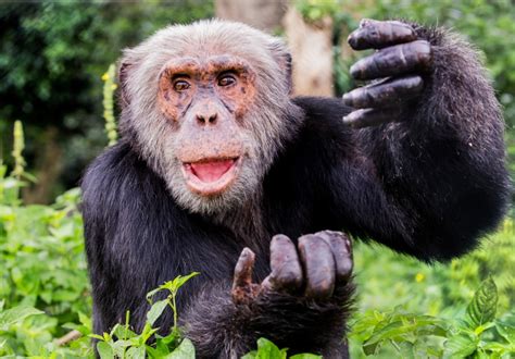 هل يستطيع البشر فهم لغة الحيوانات عن طريق الذكاء الاصطناعي ؟ الرجل