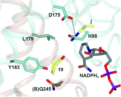 Active Site Of Atredam In Complex With Redox Inactive Cofactor Nadph4 Download Scientific