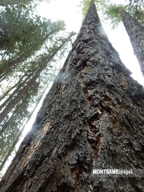 ХӨВСГӨЛ Монголын хамгийн өндөр мод Хөвсгөлд байдаг