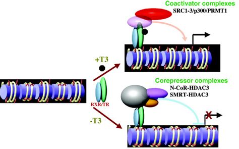 A Model For Gene Regulation By Tr In The Absence Of T3 Tr Forms
