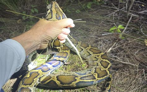 Services Everglade Python Hunting