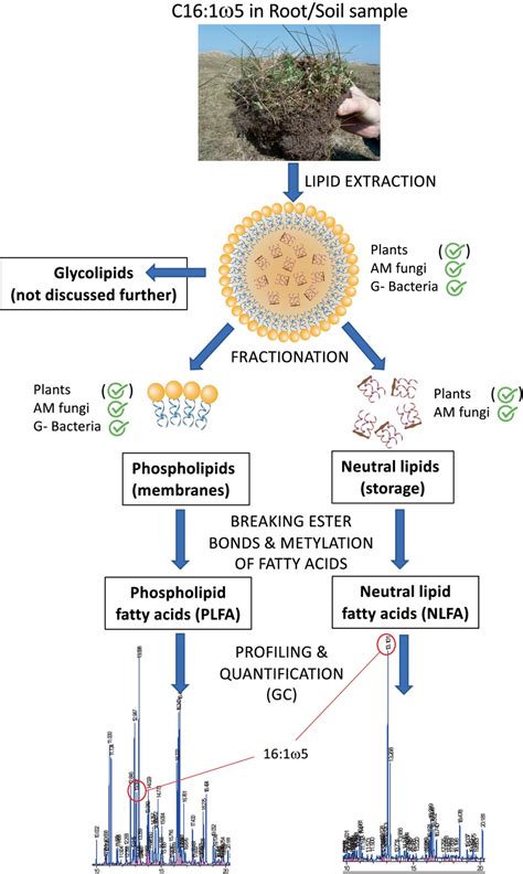 Extraction And Quantification Pathways Using Gas Chromatography Gc Of Download Scientific