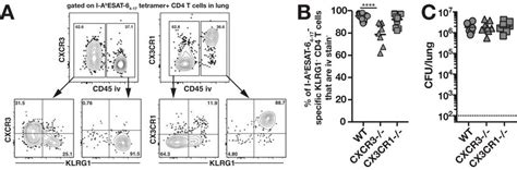 The Migration Of M Tuberculosis Specific Cd4 T Cells Into The Lung Download Scientific Diagram