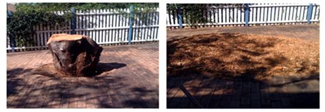 Before And After Stump Grinding Just Stump Grinding