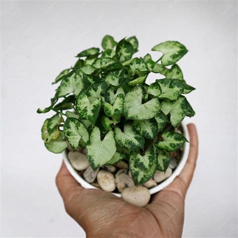 Premium Photo Syngonium Mini Plant In A Pot Syngonium Podophyllum