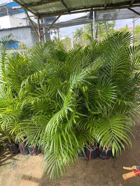 ហាងលក់ម៉ូតូ សែម ប៊ុនធី លក់ And បង់រំលស់ម៉ូតូ ក្រុងព្រះសីហនុ Added A New ហាងលក់ម៉ូតូ សែម