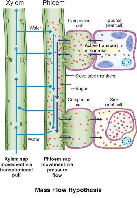 Draw A Diagram Of A Phloem Tissue And Label The Sieve Tube Xylem